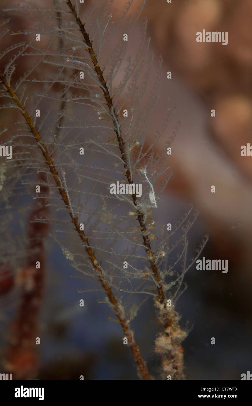 Minute Skeleton Shrimps (Caprellidae) on the California Dreamin ...