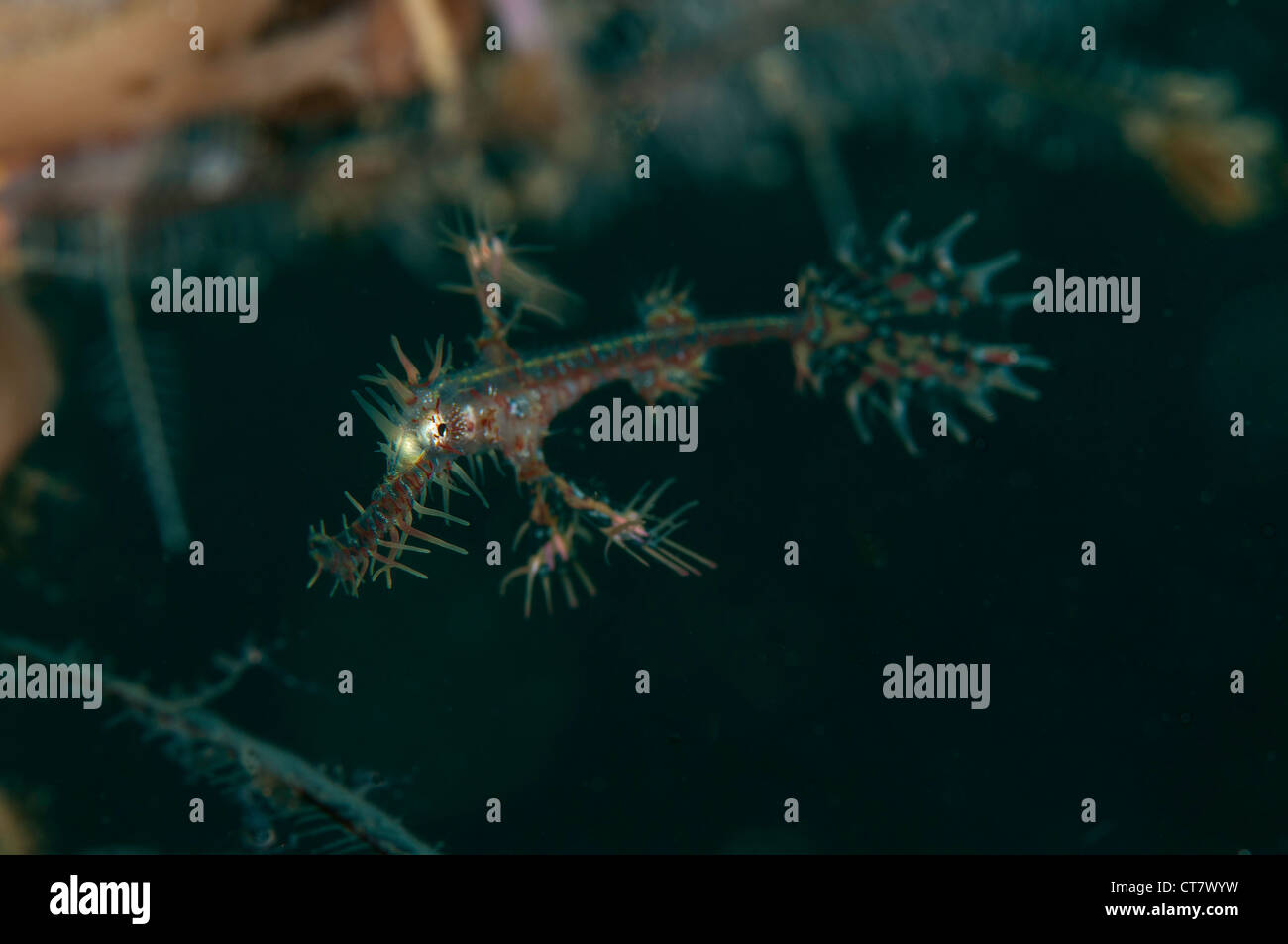 Osteichthyes fishes ghost pipefishes hi-res stock photography and ...