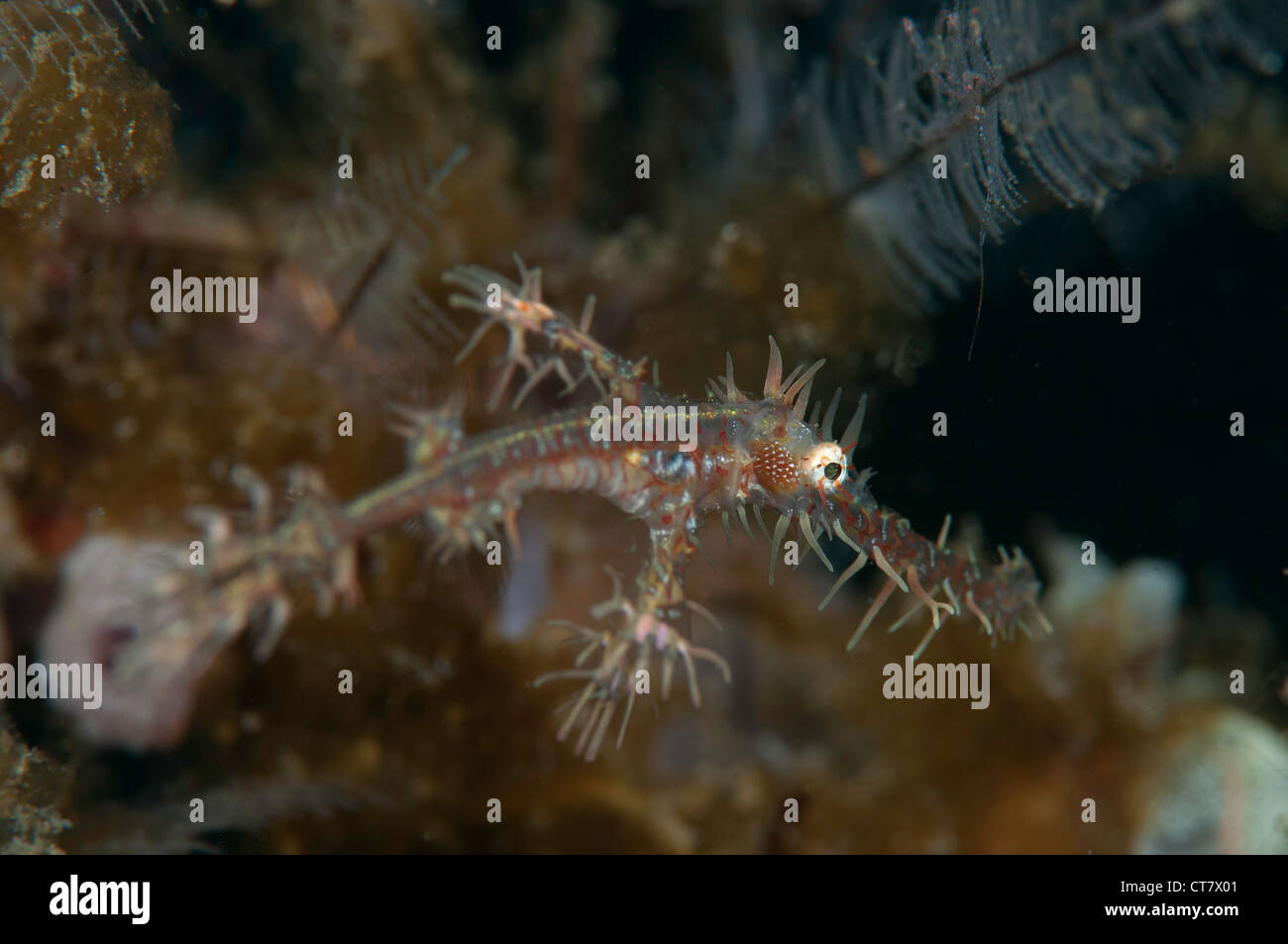 Ornate Ghostpipefish in the Lembeh Straits of Indonesia Stock Photo - Alamy