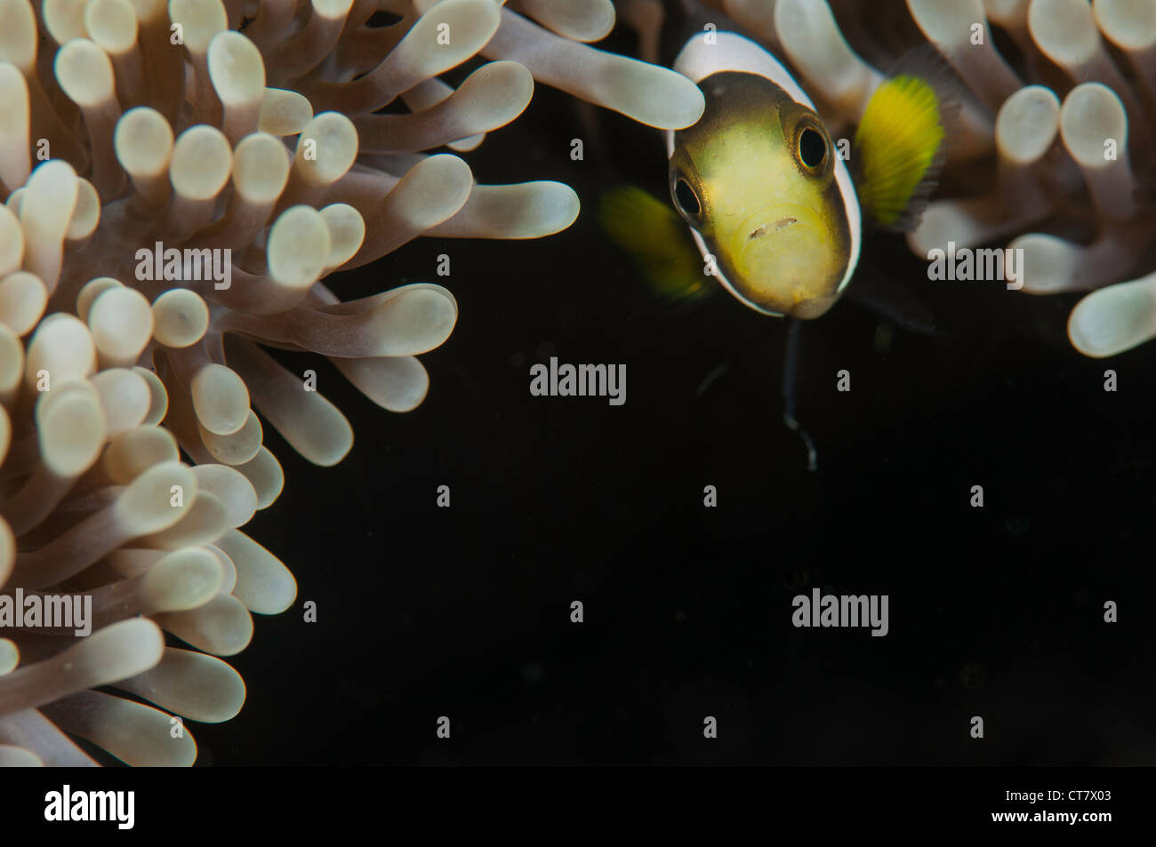 Juvenile panda anemonefish (Amphiprion polymus) hides in anemone on the ...
