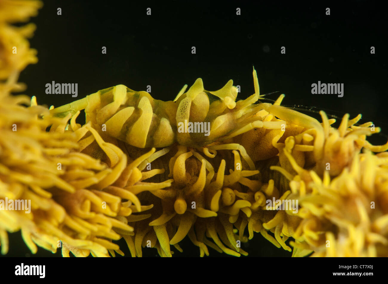 (Pontonides unciger) whip coral partner shrimp on whip coral on the ...