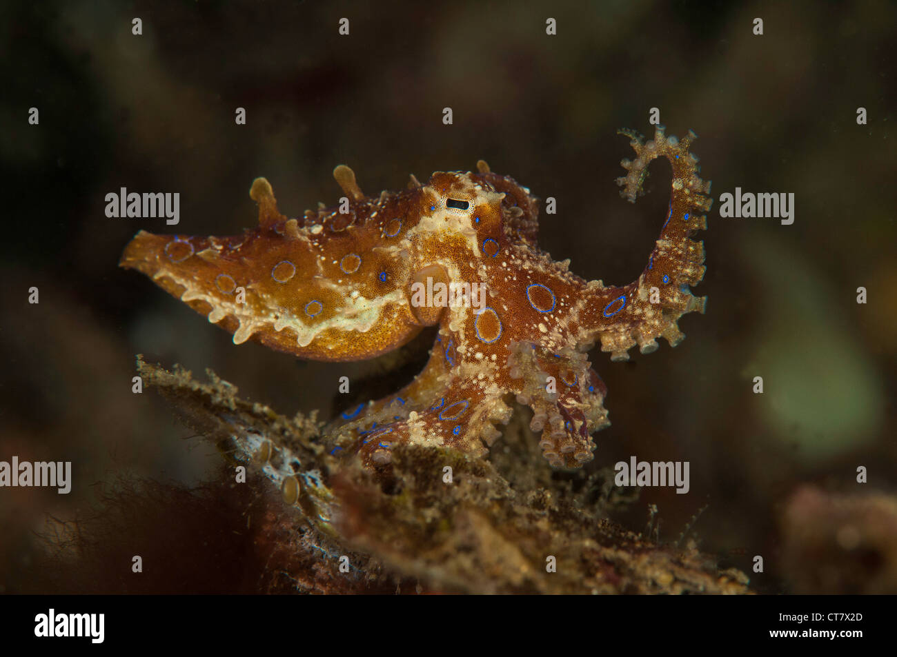 Blue Ringed Octopus Hunting