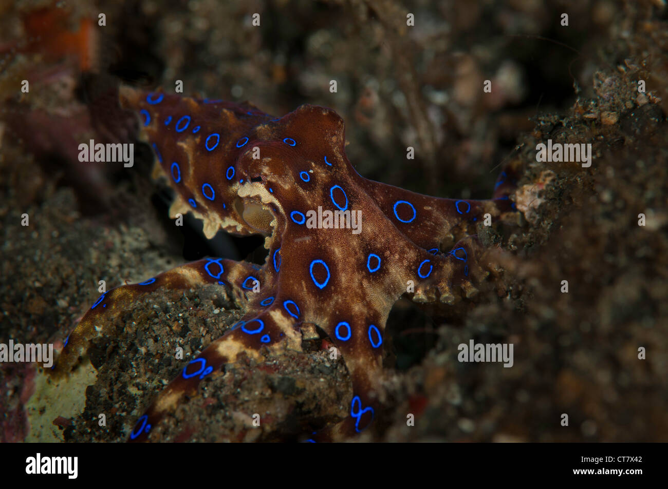 the deadly blue-ringed octopus (Hapalochlaena lunulata) in the Lembeh ...