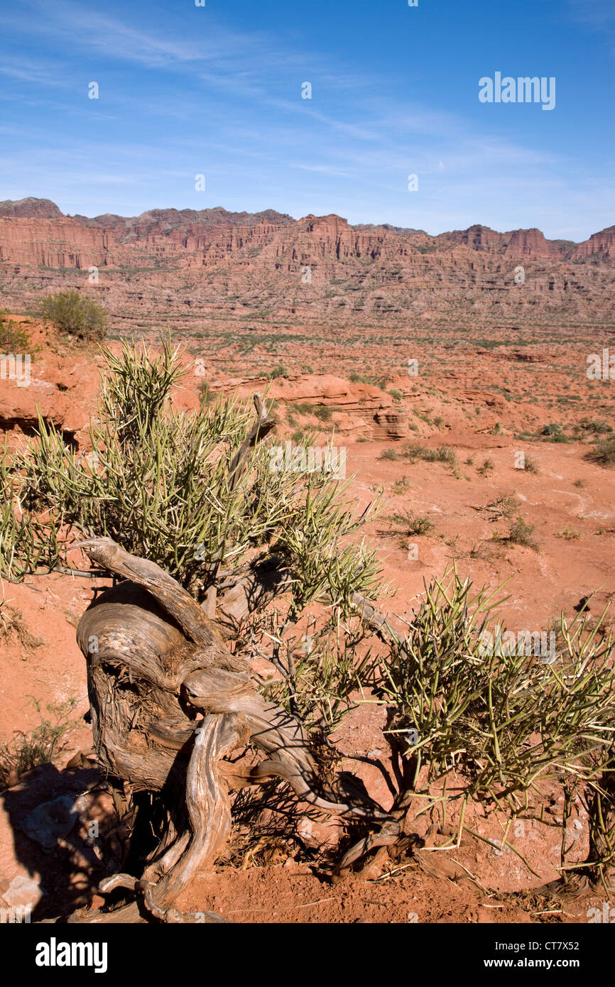 Plant or tree called Chica this one is said to be 150 years old Stock ...