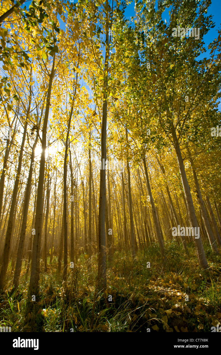 Alamos trees hi-res stock photography and images - Alamy