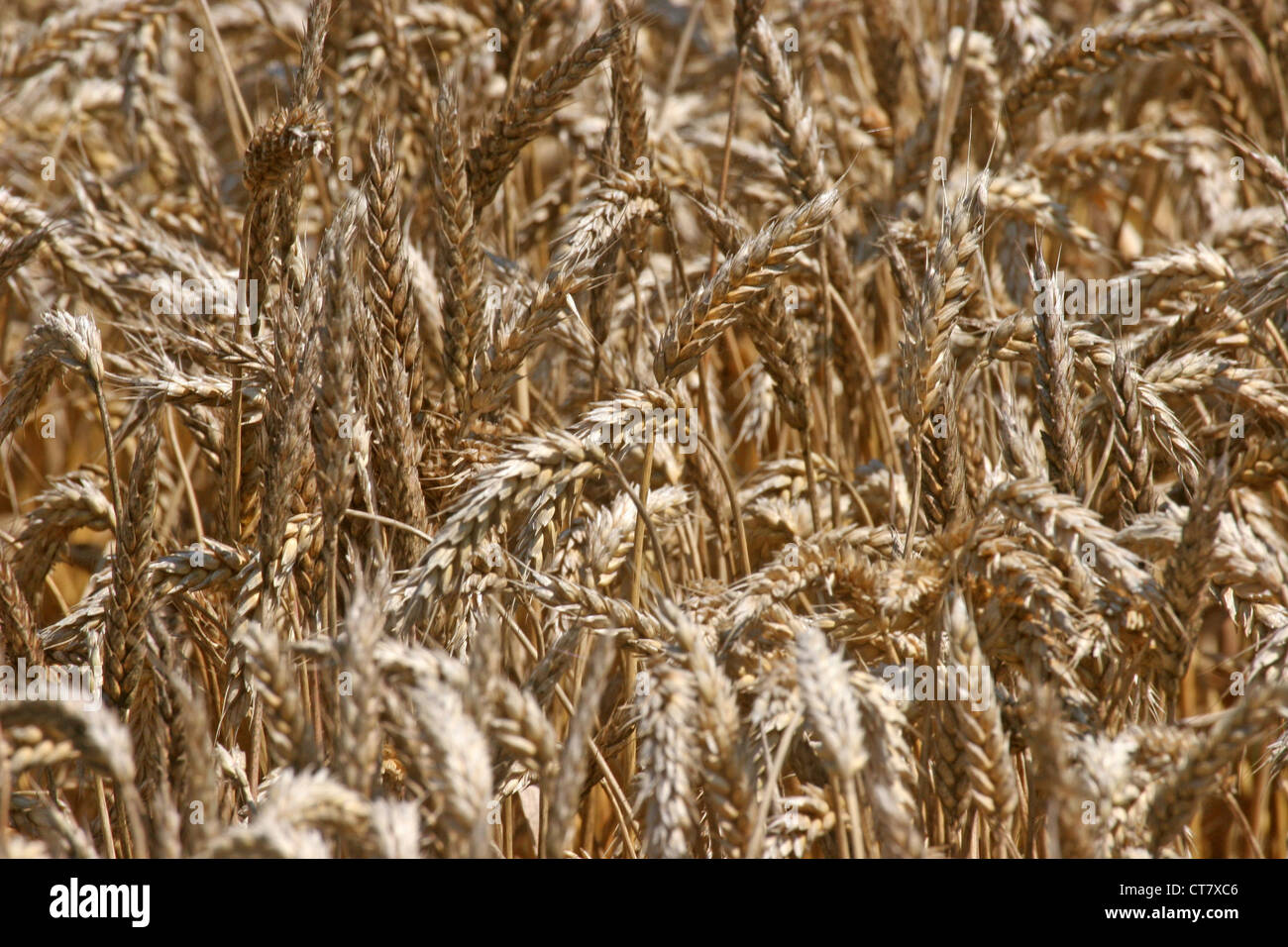 Golden Wheat field Stock Photo - Alamy