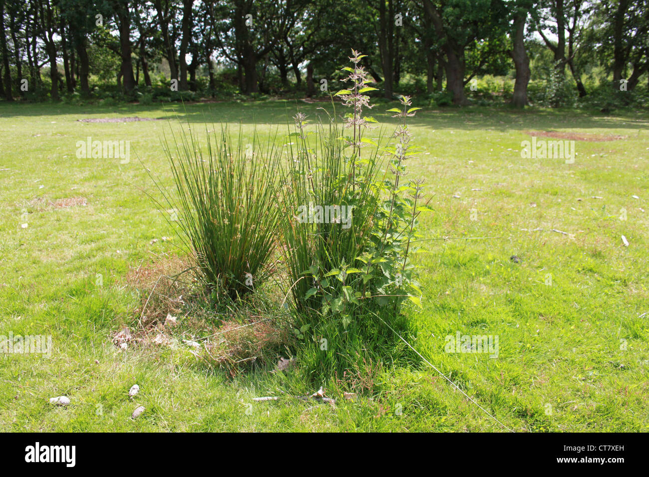 Field of nettles hi-res stock photography and images - Alamy