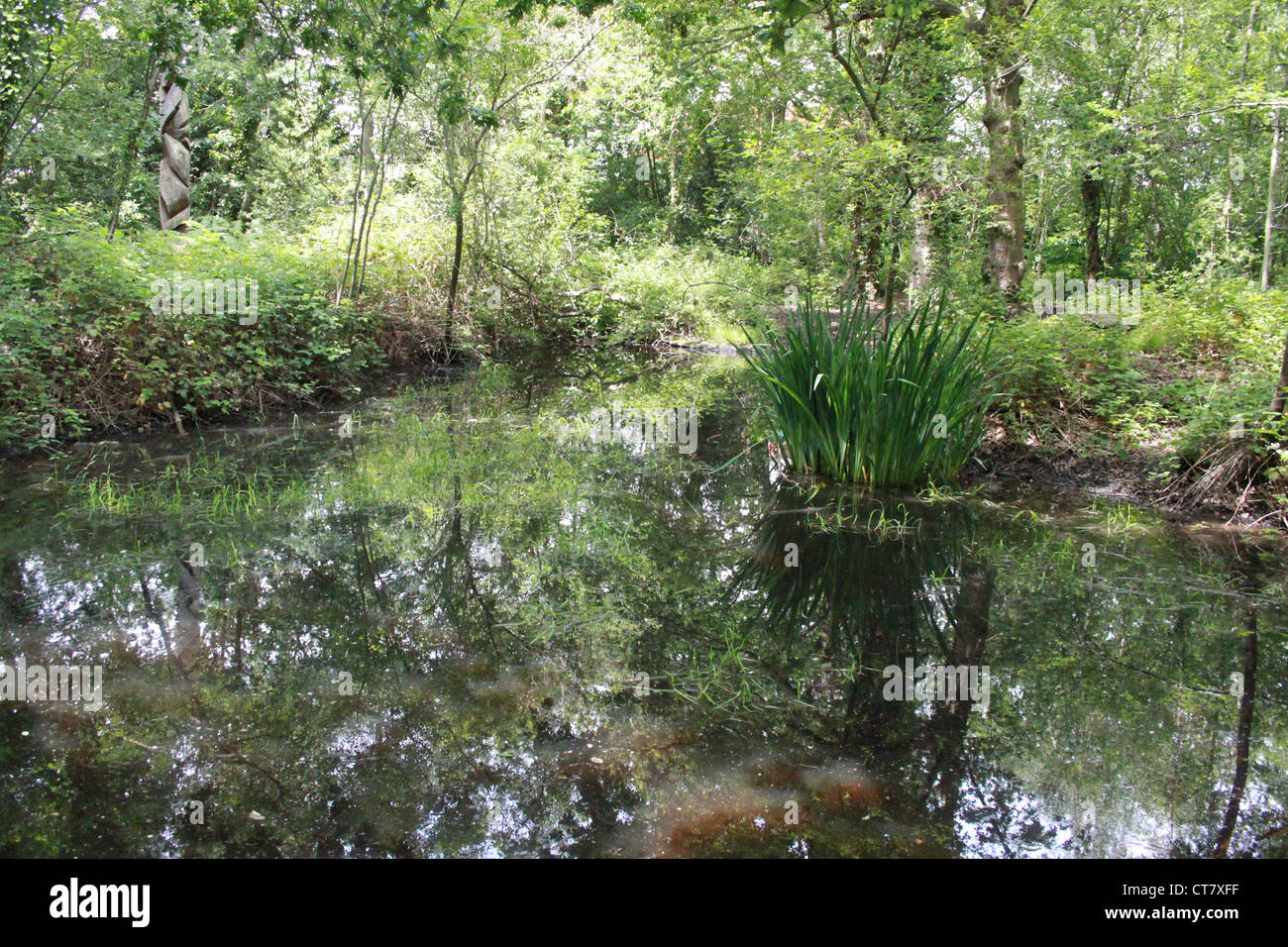Wooded glade hi-res stock photography and images - Alamy