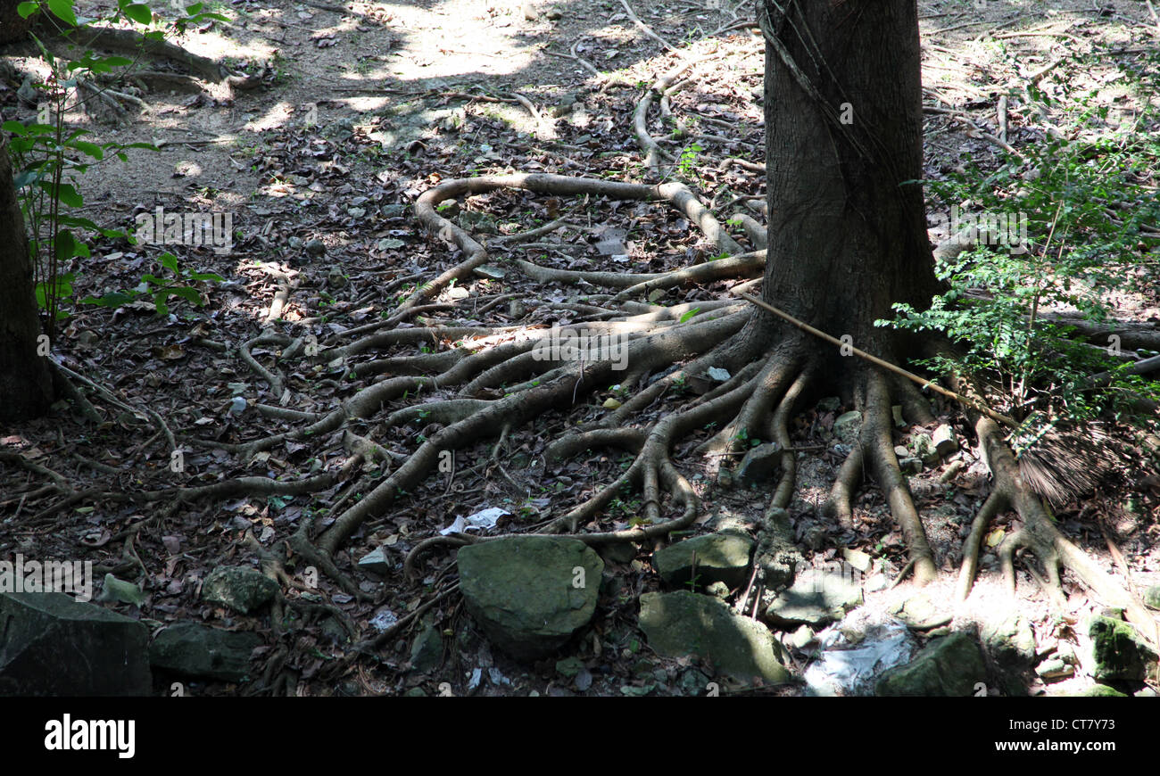 It's a photo of the roots of a tree in a park in Hong Kong.They are ...