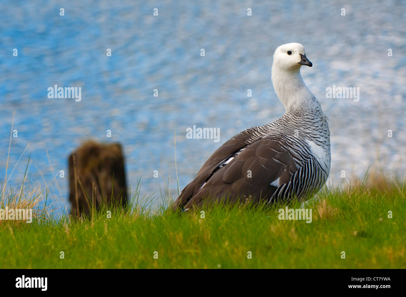 Male Upland or Magellan Goose (Chloephaga picta), Parque Nacional de ...