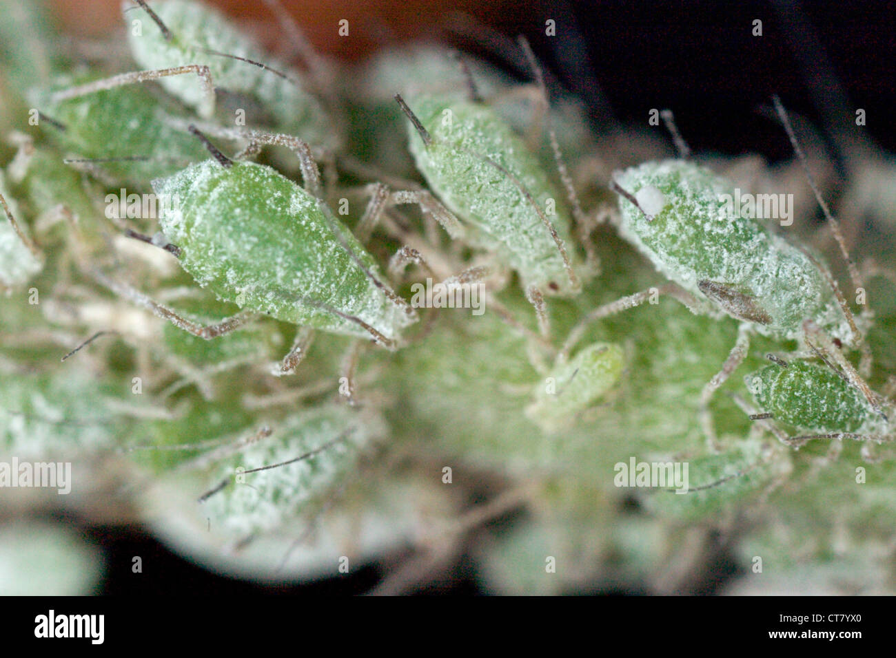 Close-up of aphids Stock Photo - Alamy