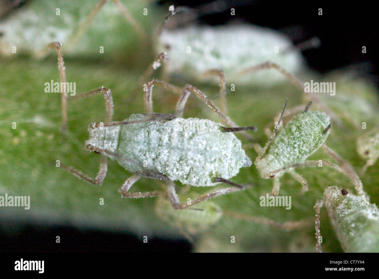 Close-up of aphids Stock Photo - Alamy