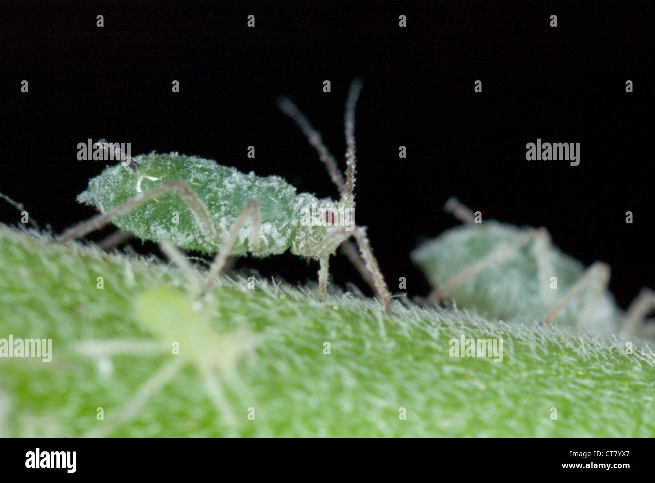 Close-up of aphids Stock Photo - Alamy