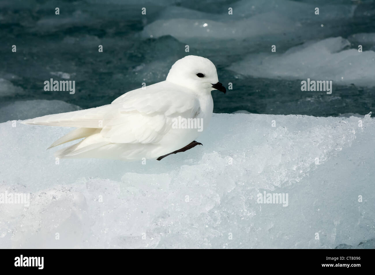 Snow petrel (Pagodroma nivea) on the pack ice, Molkte Bay, South ...