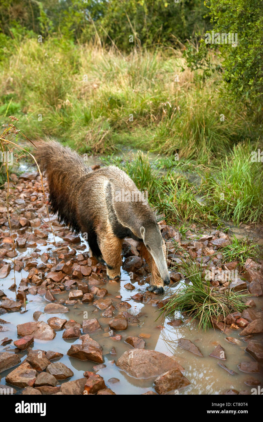 Giant anteater hi-res stock photography and images - Alamy