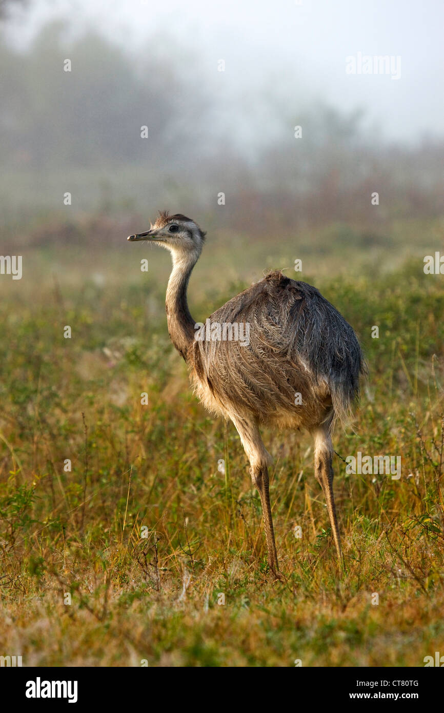 Rhea bird hi-res stock photography and images - Alamy
