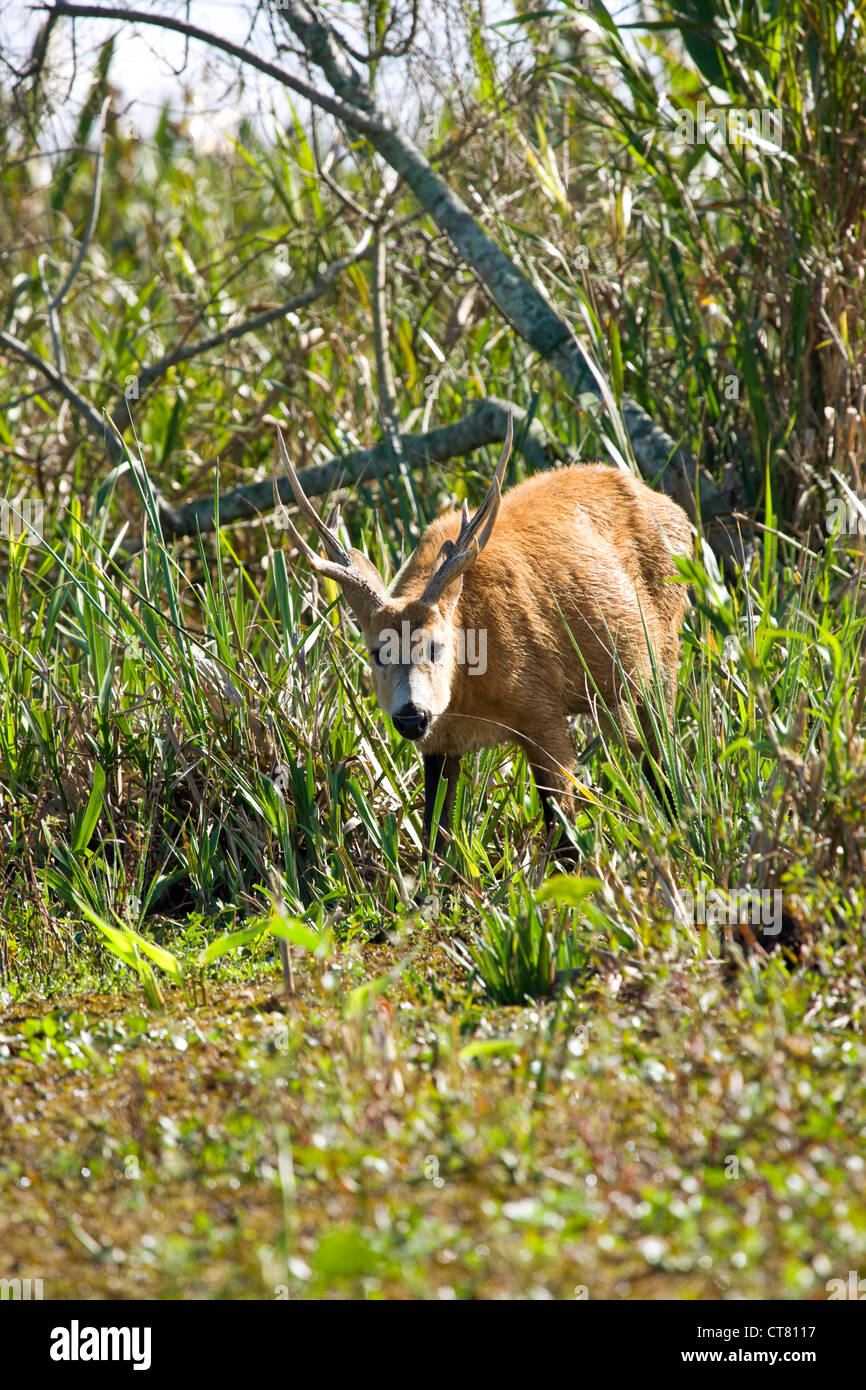 Ibera marsh hi-res stock photography and images - Alamy
