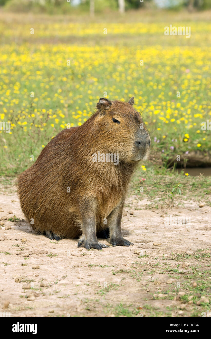 Capybara or Carpincho Stock Photo - Alamy