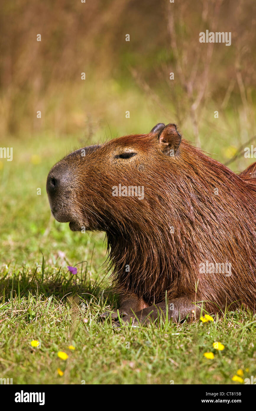 Carpincho hi-res stock photography and images - Alamy