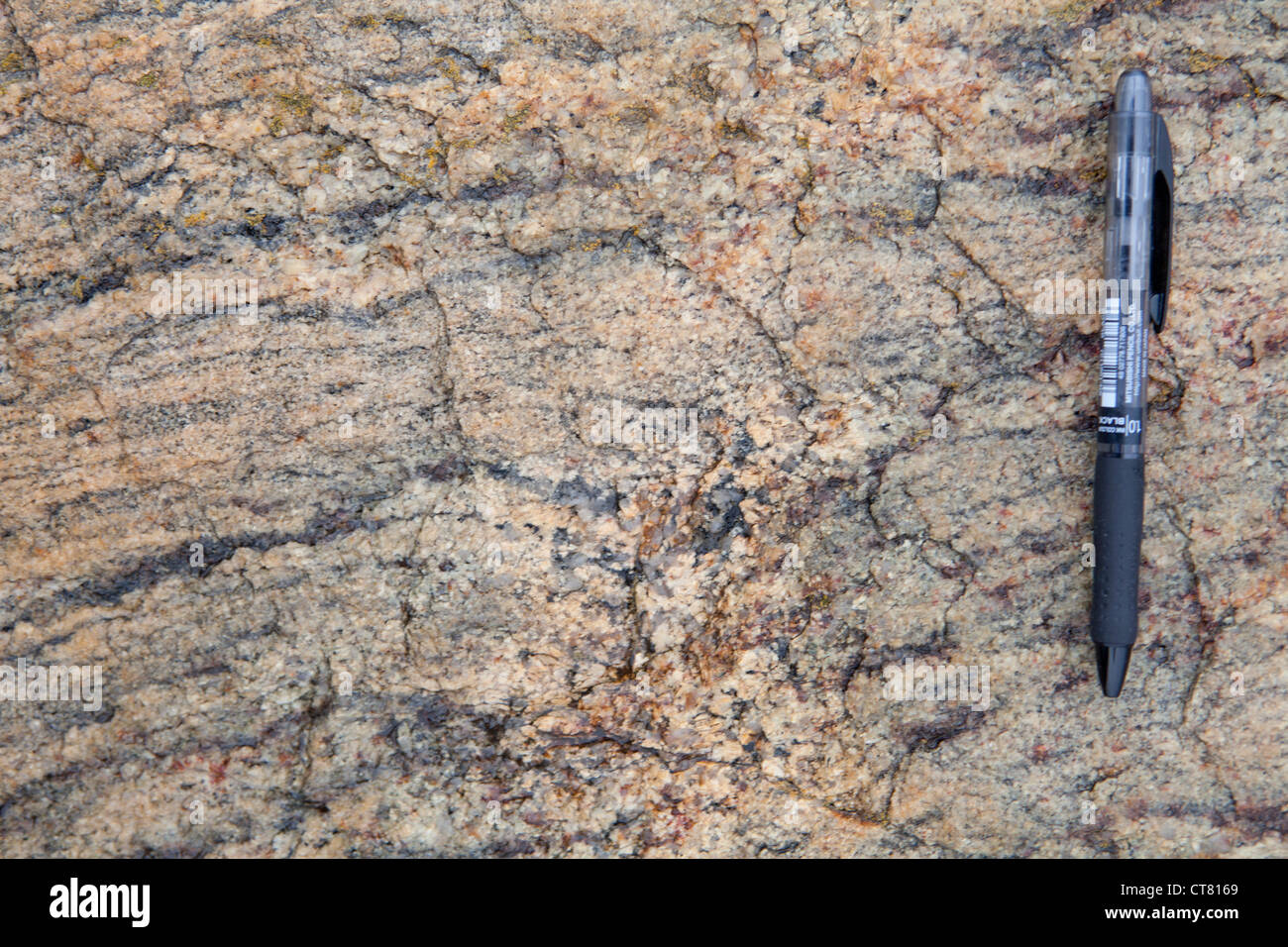 Metamorphic gneiss outcrop at Canal rocks, Western Australia Stock ...