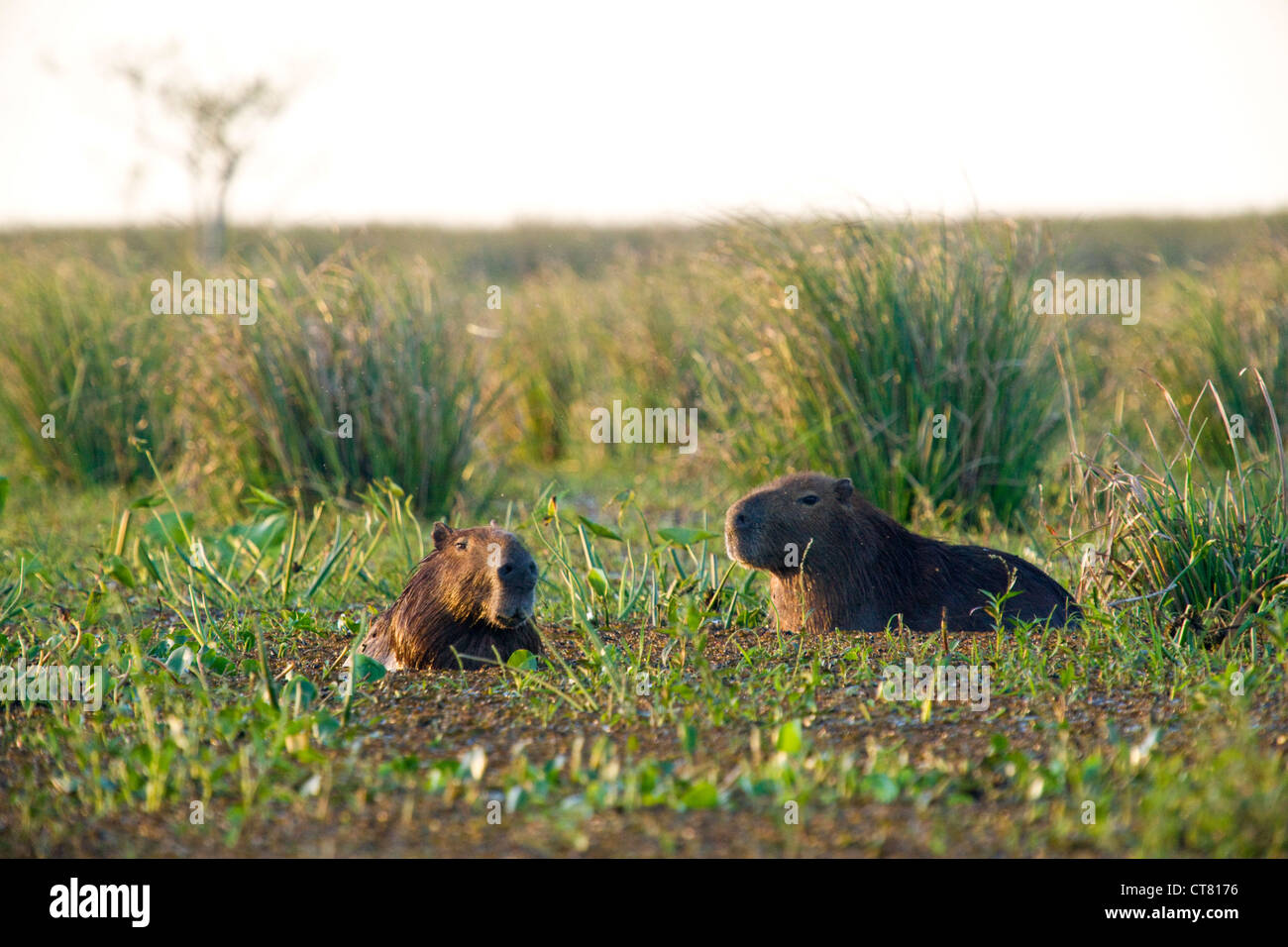 Capybara or Carpincho Stock Photo - Alamy