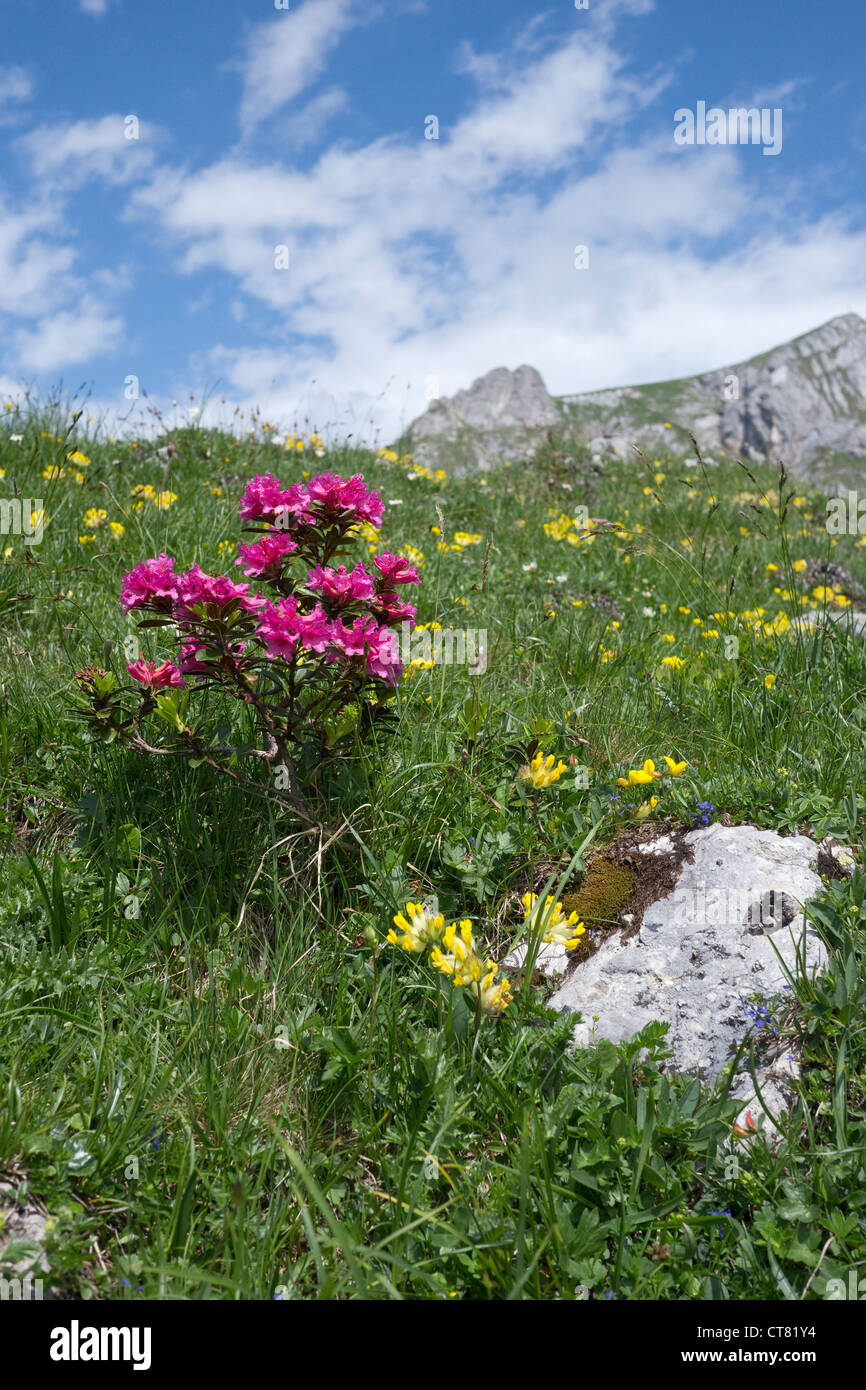 Alpine rose hi-res stock photography and images - Alamy