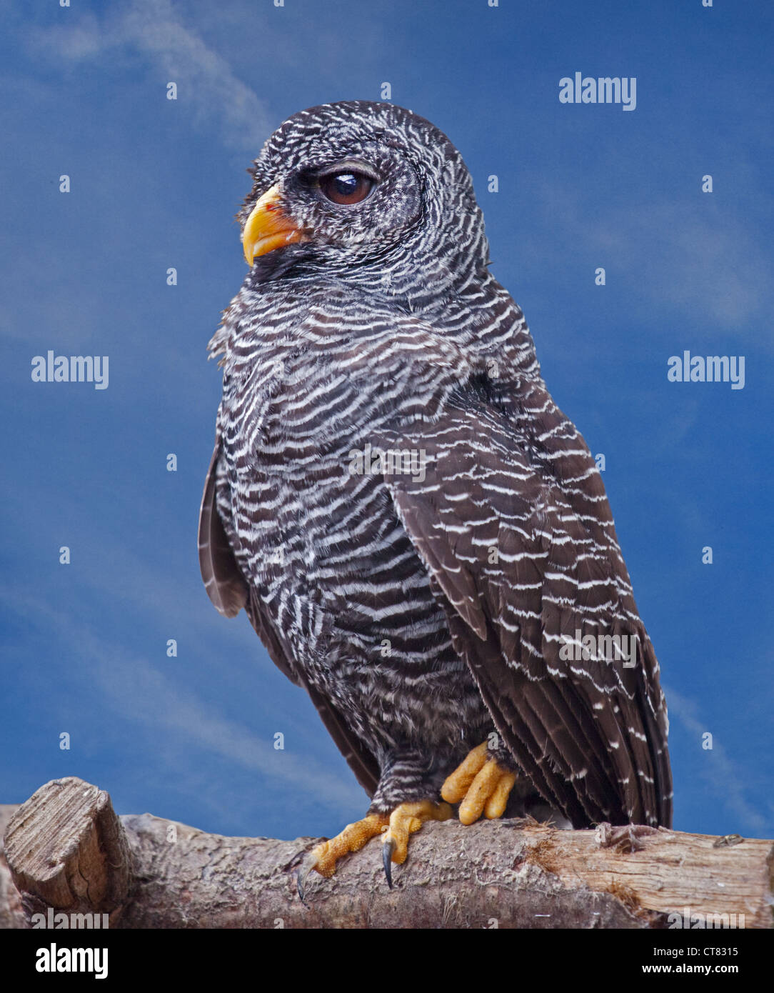 Black Banded Owl