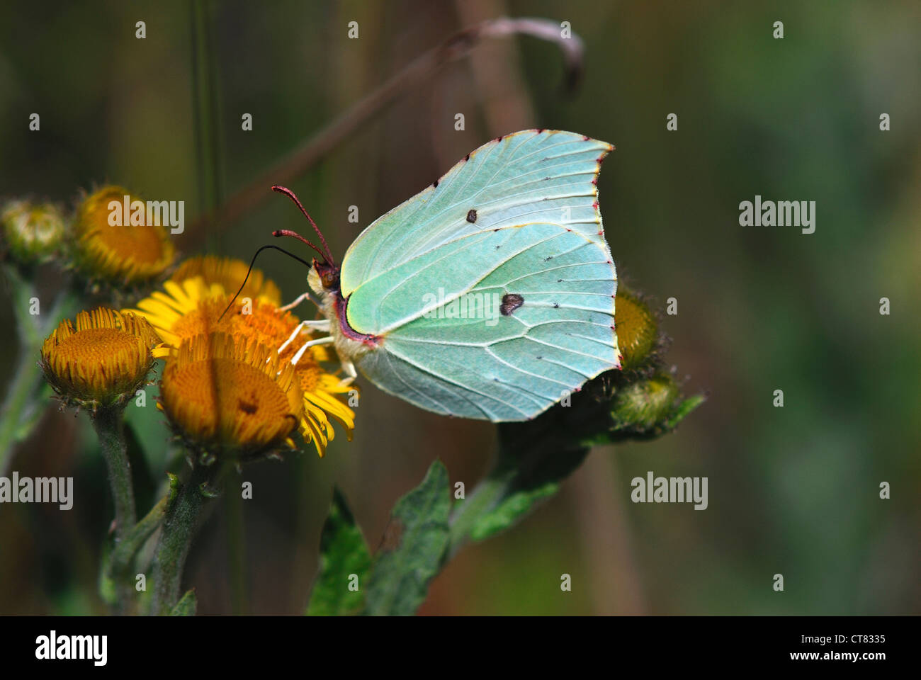 Yellow butterfly brimstone sulphur hi-res stock photography and images ...