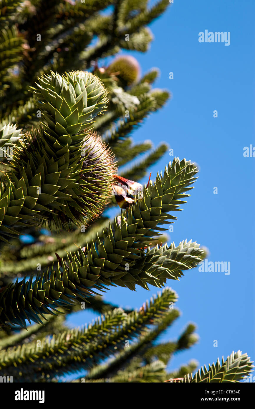 Monkey puzzle tree hi-res stock photography and images - Alamy