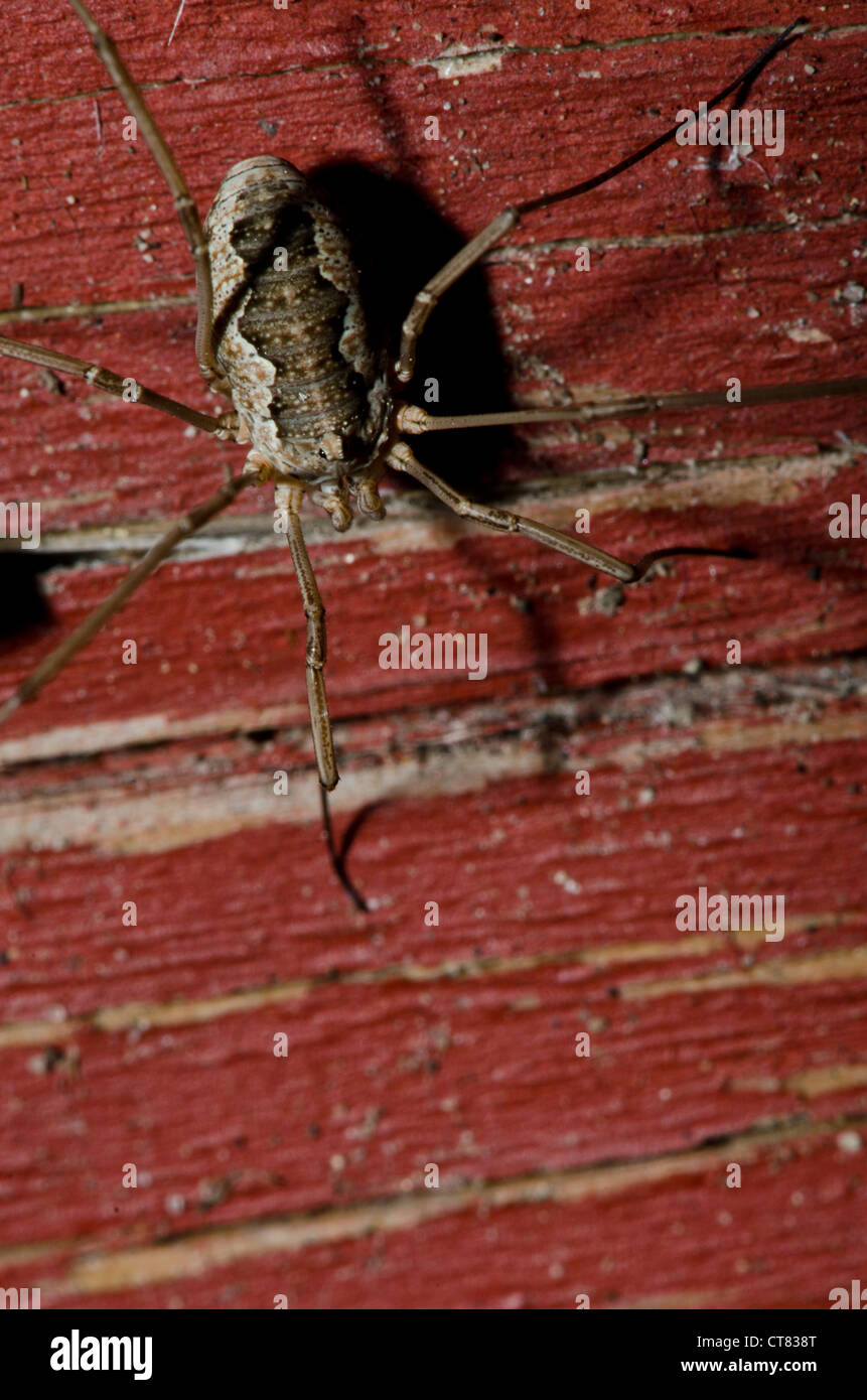 Daddy Long Leg Stock Photo - Alamy