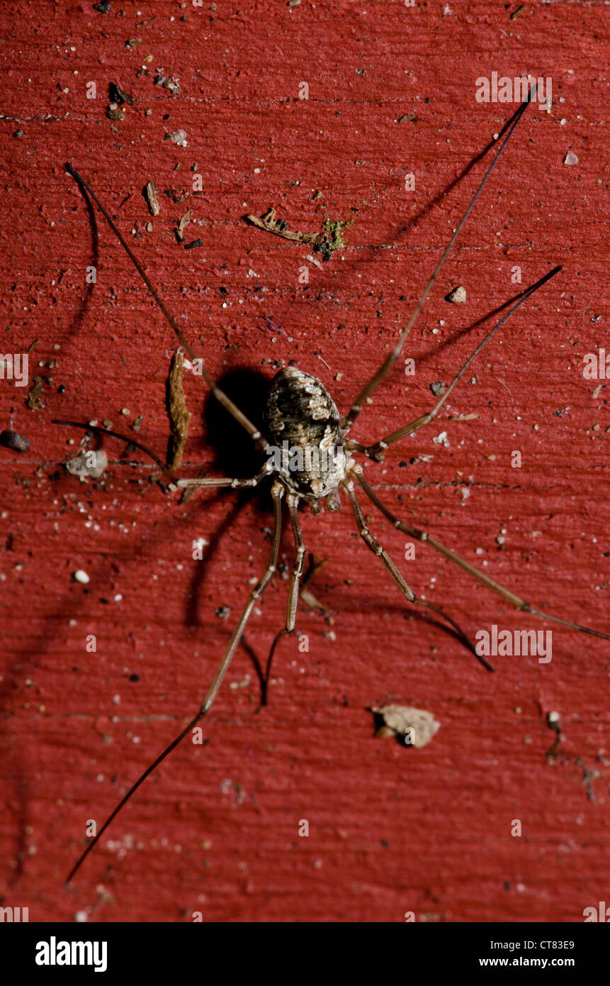 Macro daddy long leg hi-res stock photography and images - Alamy
