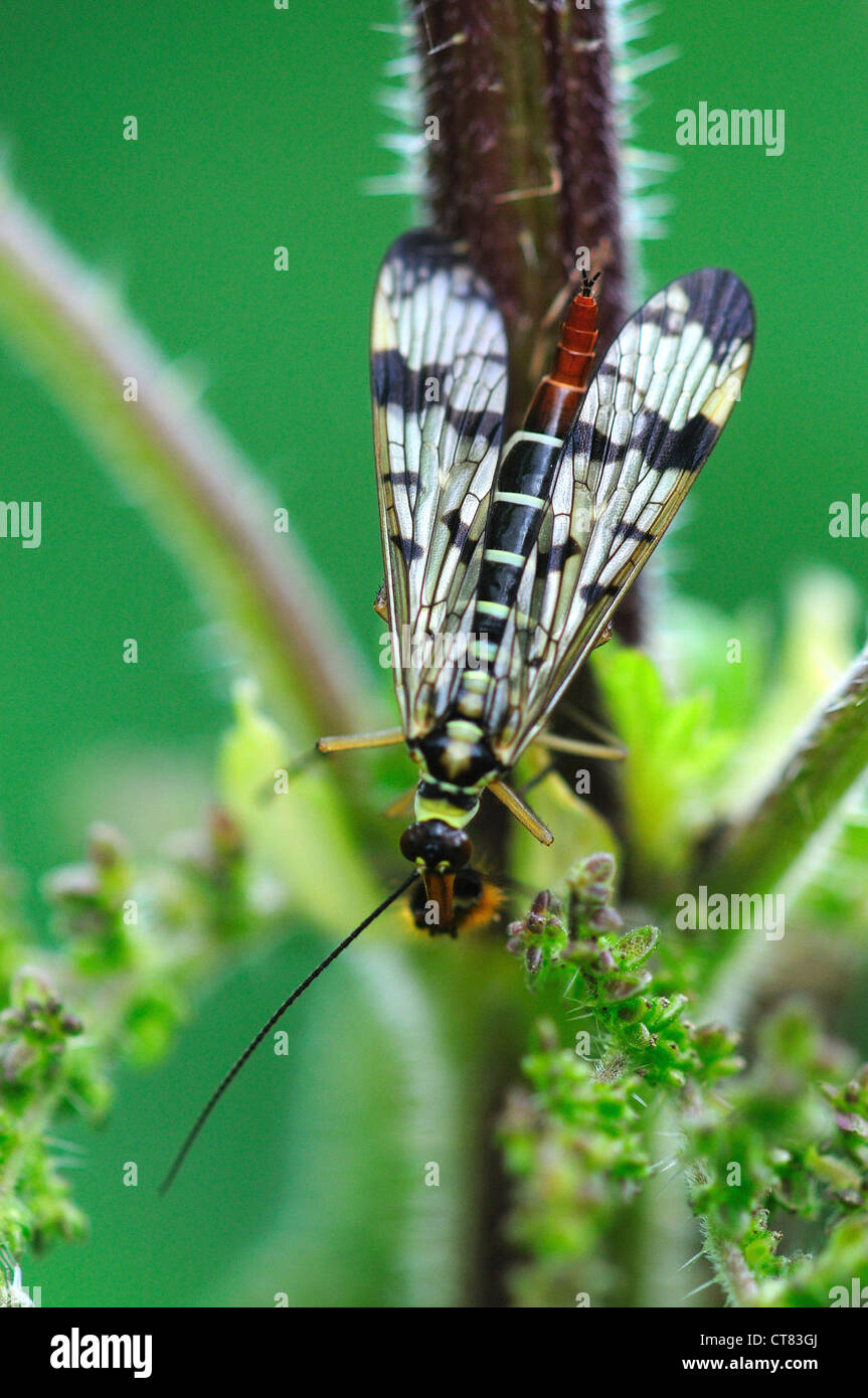 A scorpion fly UK Stock Photo - Alamy