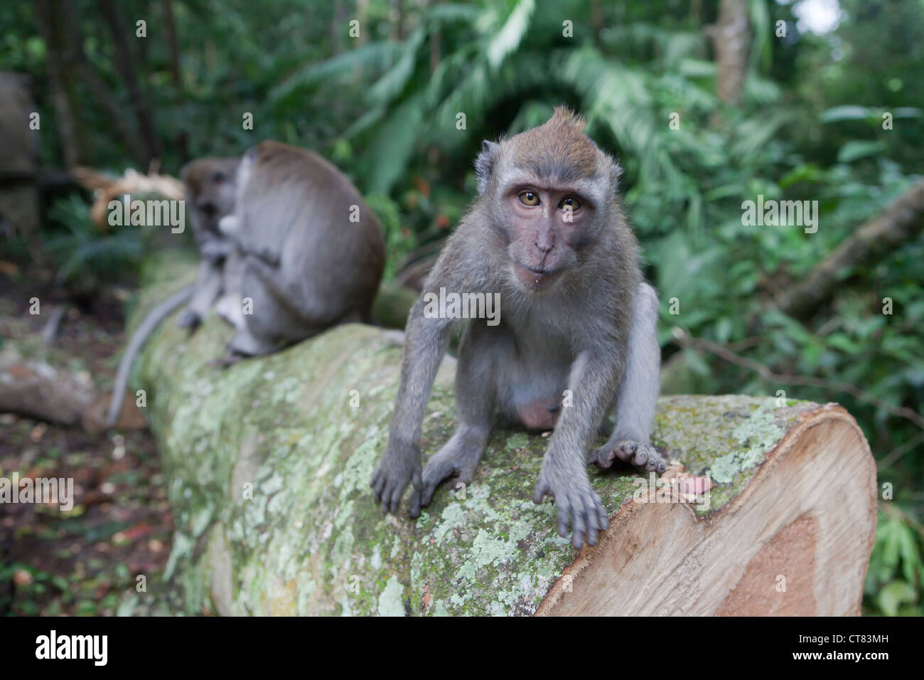 Long tailed Macaques monkey in Ubuds sacred Monkey forest, Bali ...