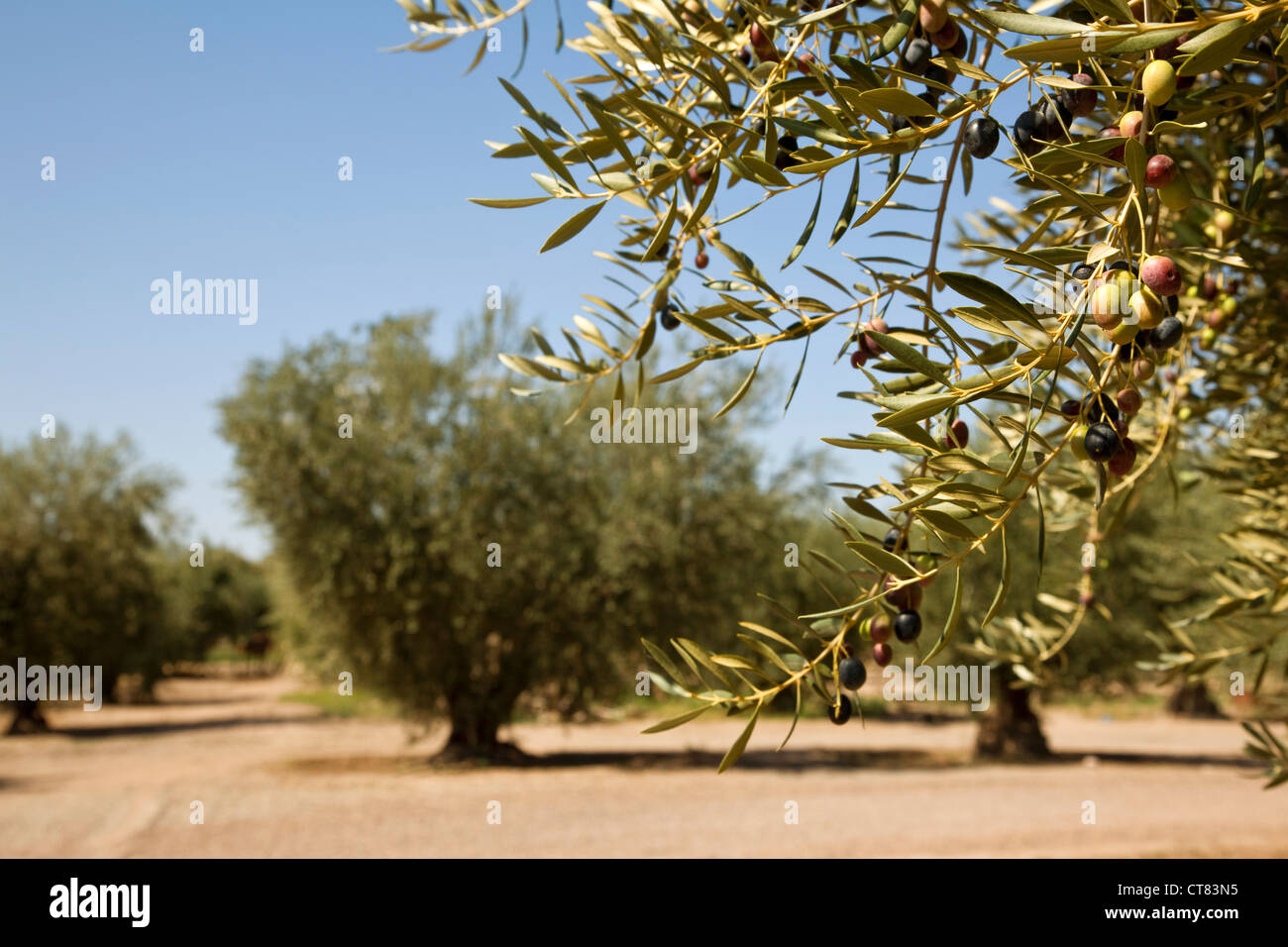 Olive tree farm hi-res stock photography and images - Alamy