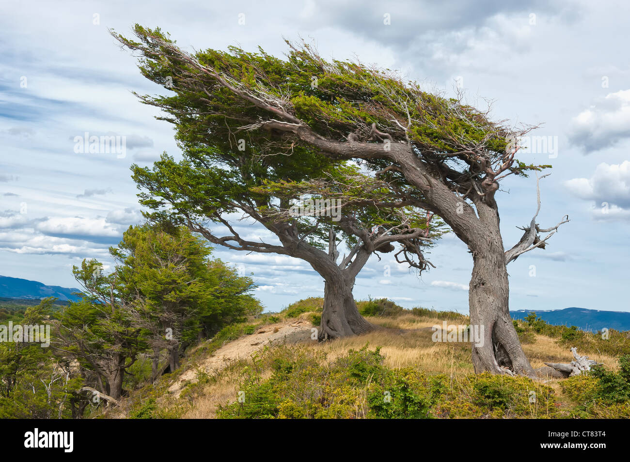 "Arboles Banderas", Bent tree, Fireland, Patagonia, Argentina Stock ...
