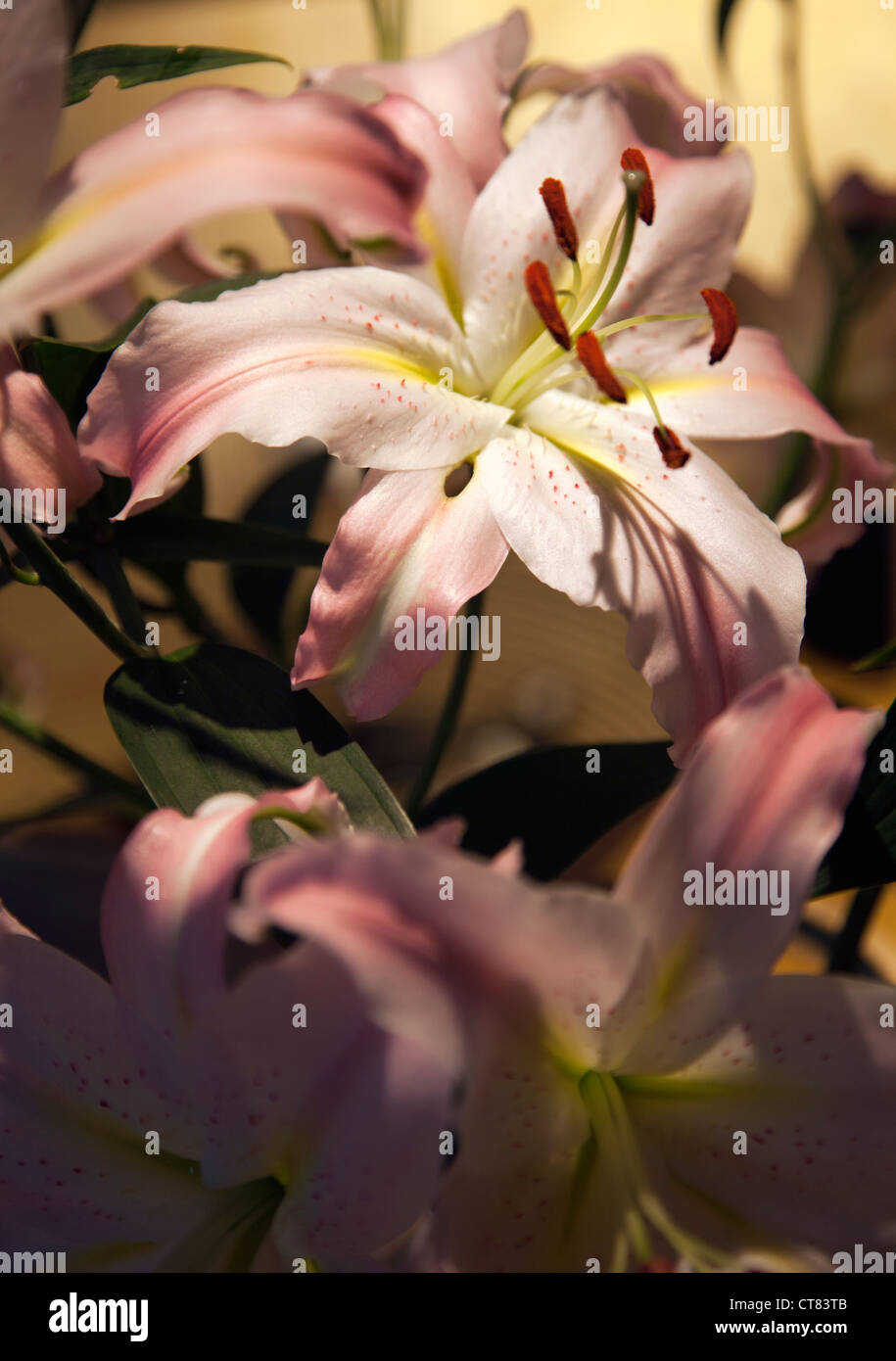 Bunch of lilies hi-res stock photography and images - Alamy
