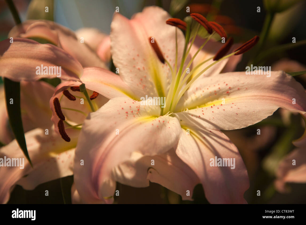 Bunch of Lilies in Vase Stock Photo - Alamy