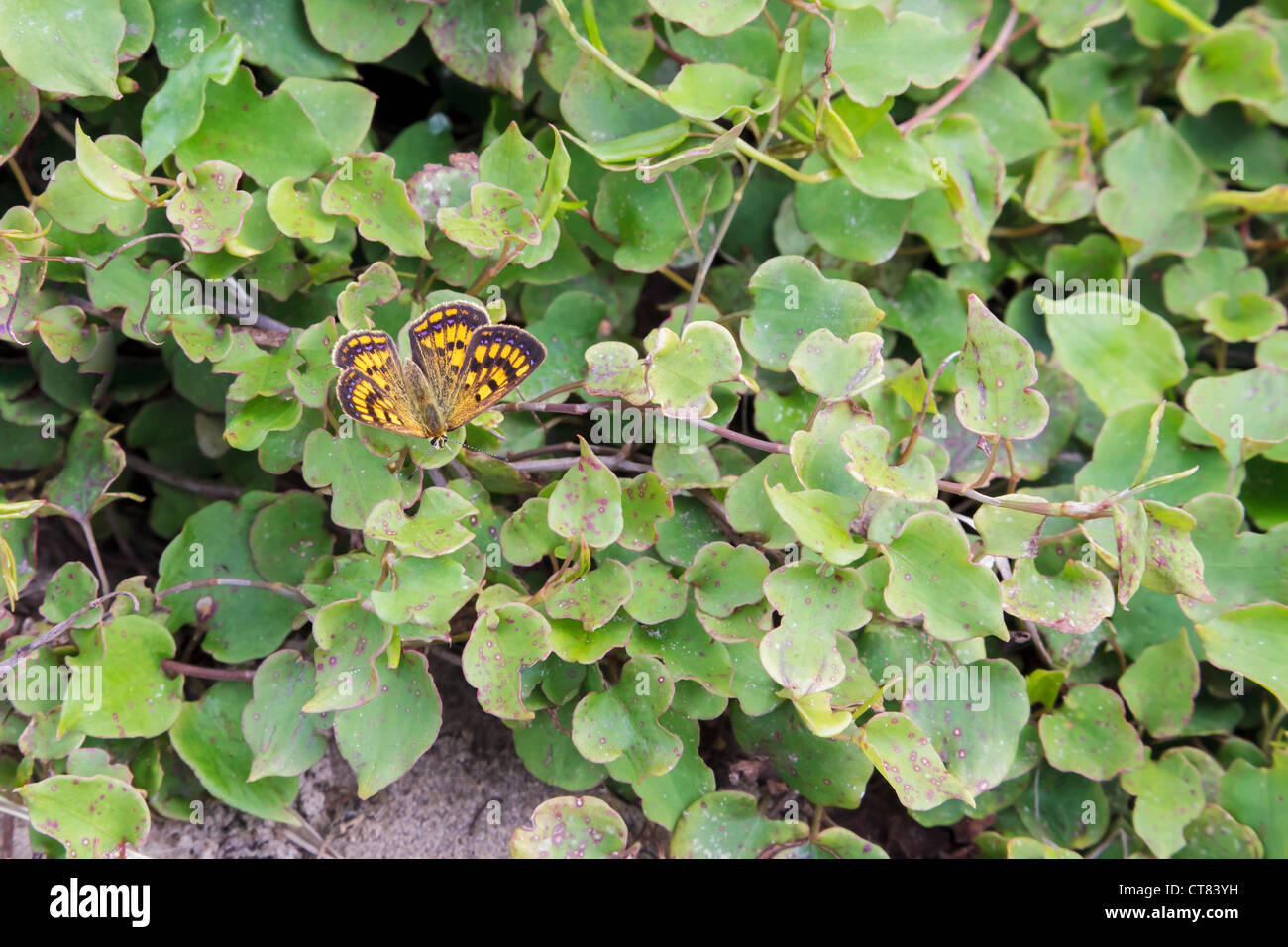 Boulder Copper (Boldenaria boldenarum Stock Photo - Alamy