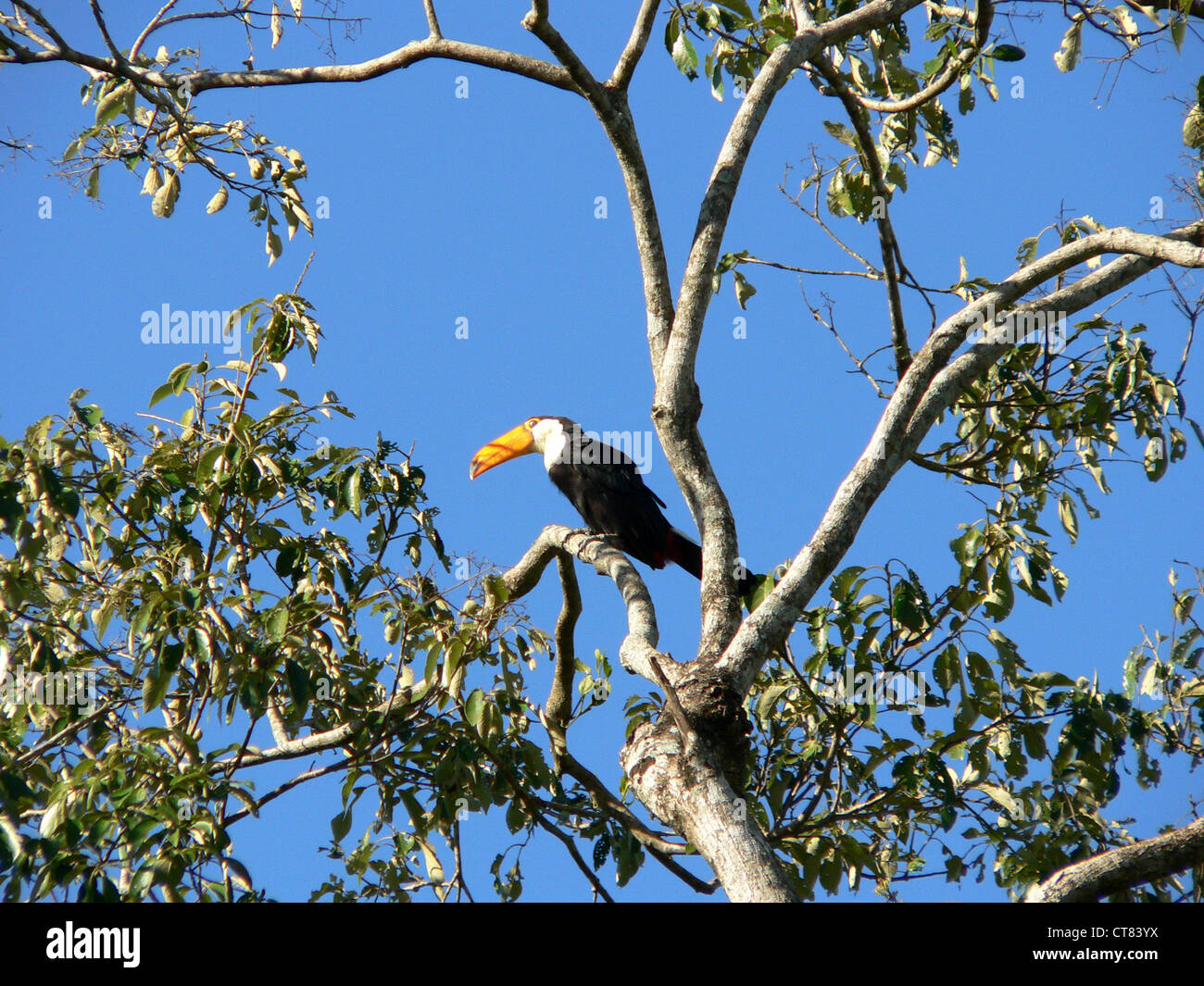 Brazil, toucan in a tree Stock Photo - Alamy