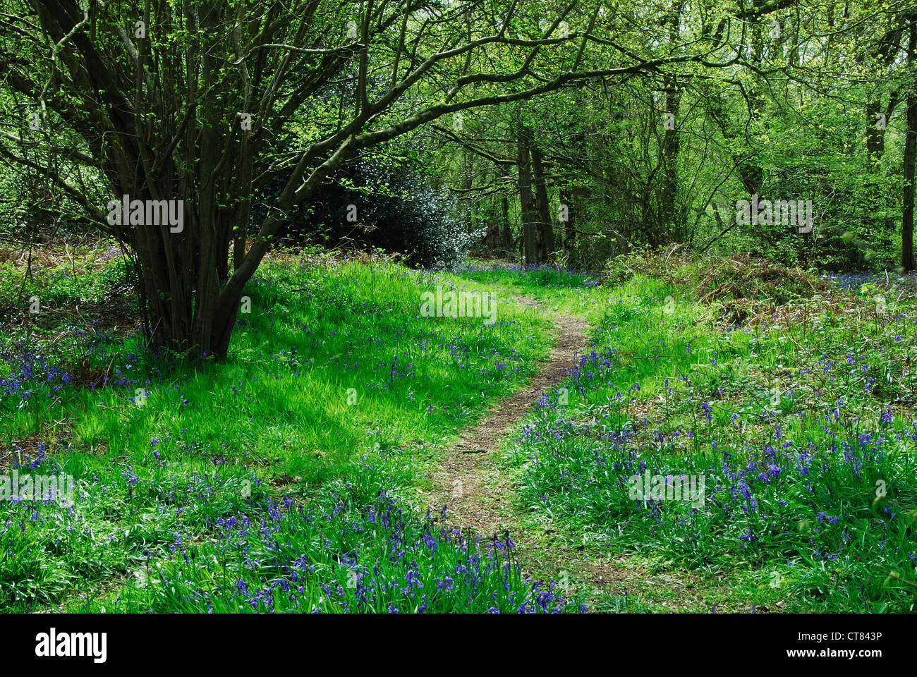 A path through Piddles Wood in Spring UK Stock Photo - Alamy