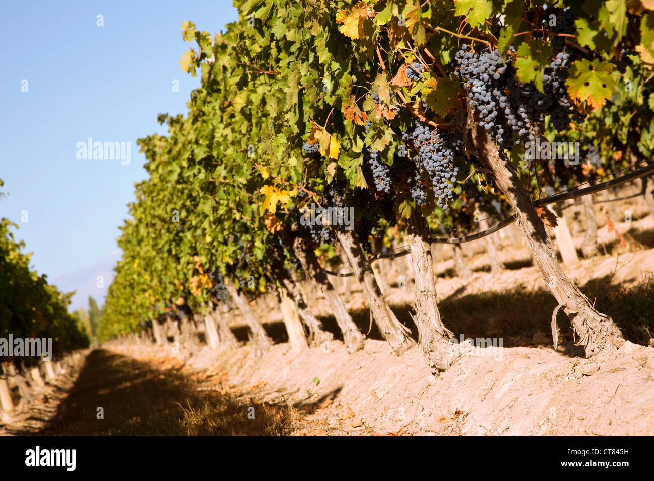 Detail of vines and grapes at Catena Zapata bodega Stock Photo - Alamy