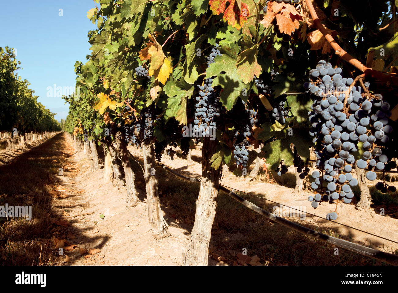 Detail of vines and grapes at Catena Zapata bodega Stock Photo - Alamy