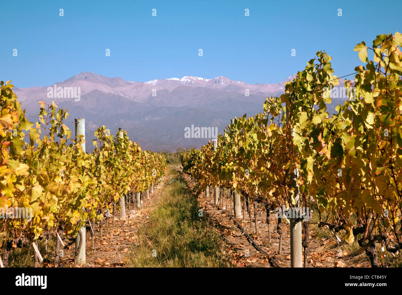 Bodega bodega hi-res stock photography and images - Alamy