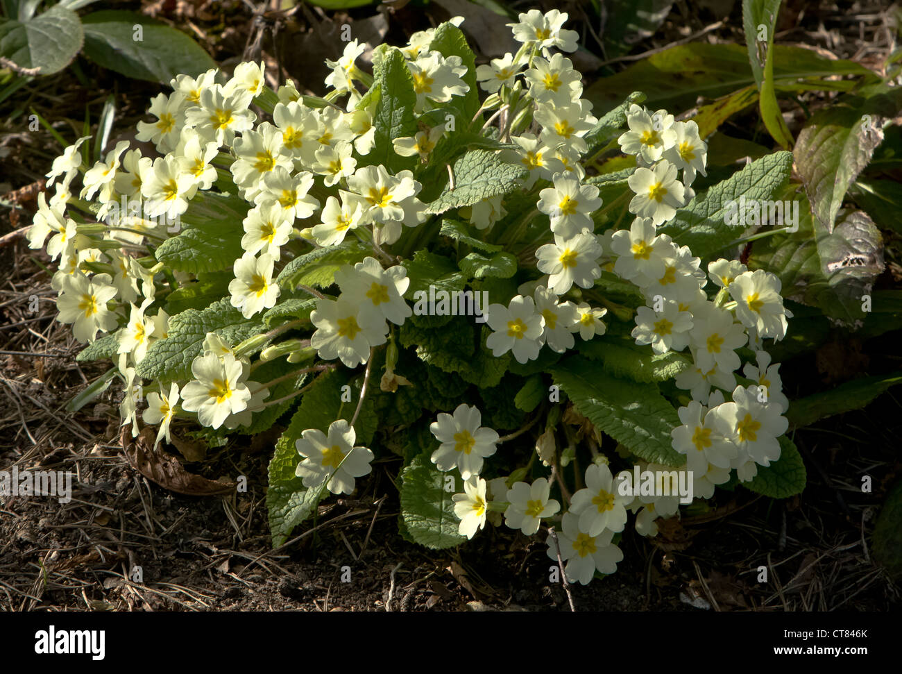 Yellow primroses hi-res stock photography and images - Alamy