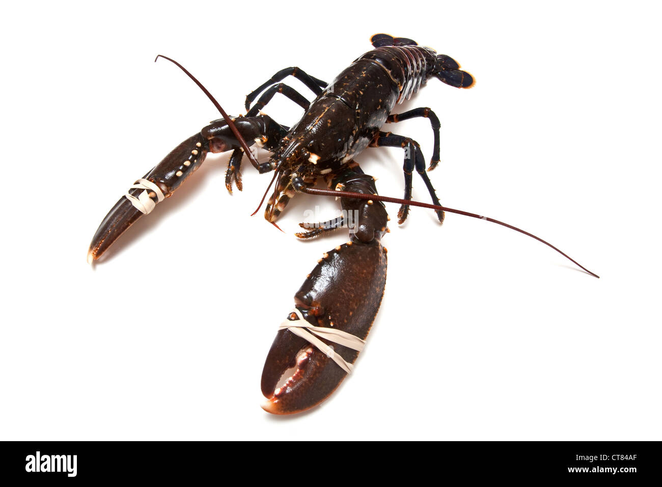 Fresh Lobster (common European) isolated on a white studio background ...