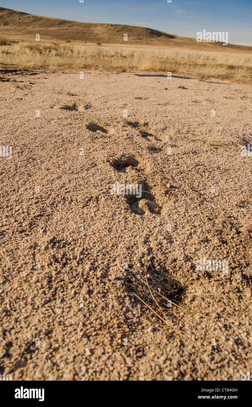 Buffalo Tracks At Antelope Island Stock Photo - Alamy