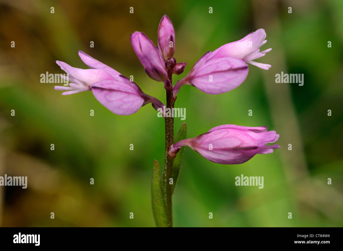 Common Milkwort - Polygala vulgaris, Pink form Stock Photo - Alamy