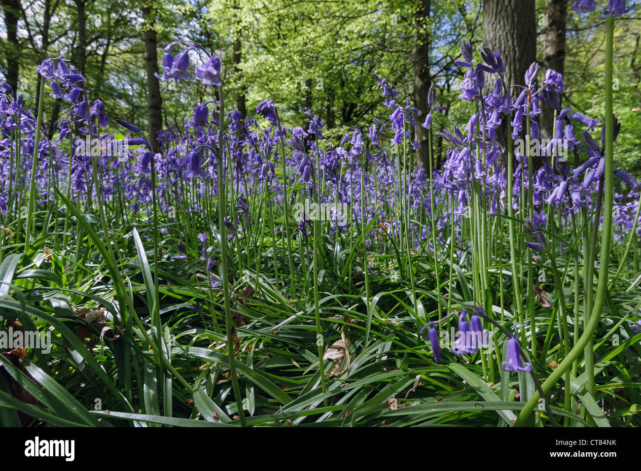 Staffhurst wood hi-res stock photography and images - Alamy
