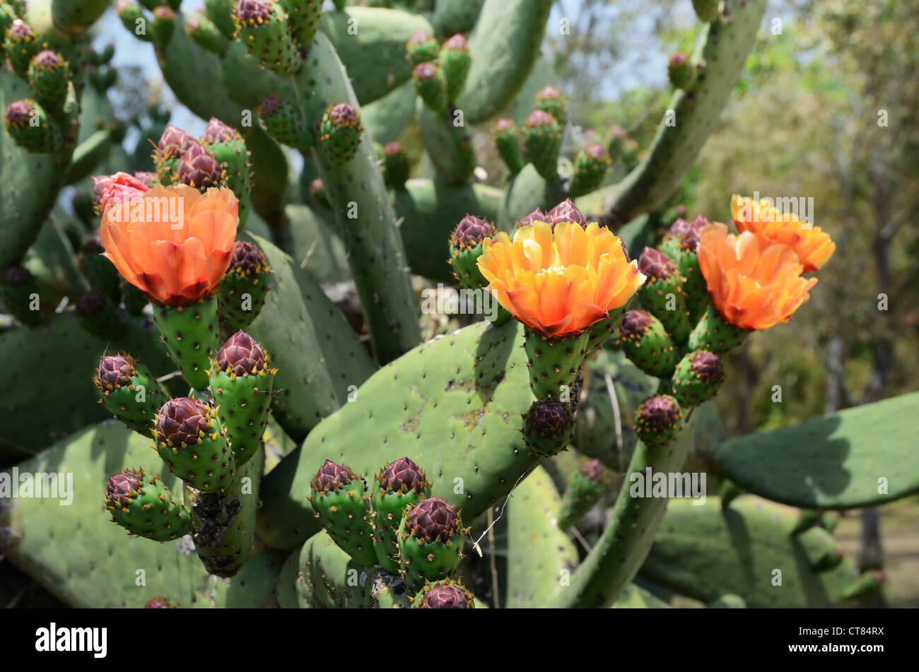 Paddle cactus with yellow flowers and buds Stock Photo - Alamy