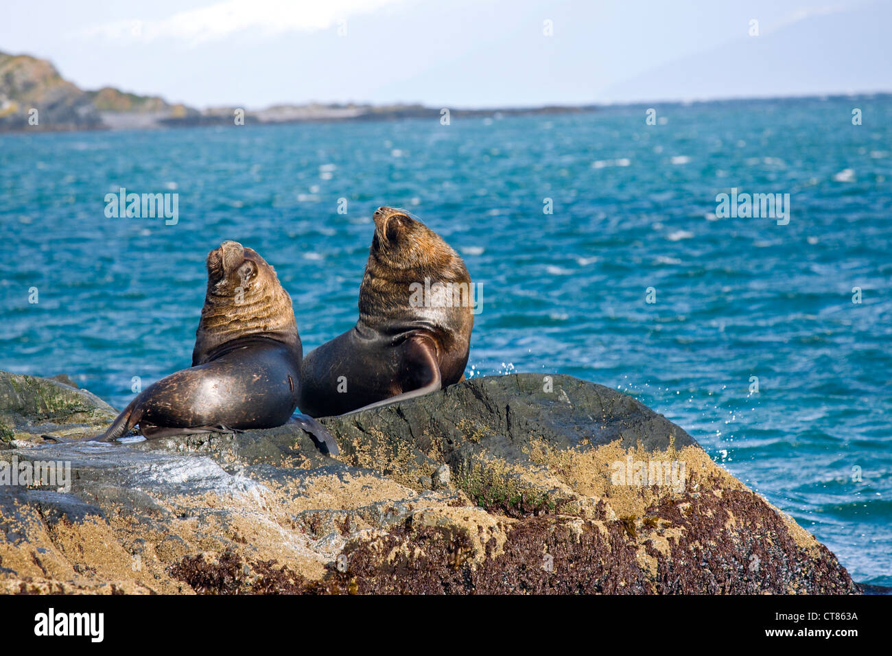 Male South American sea lion on Isla de Pajaros in the Beagle Channel ...